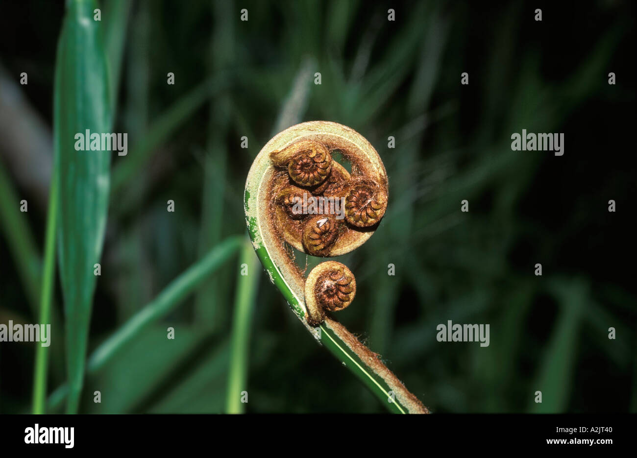 young fern Costa Rica Stock Photo - Alamy