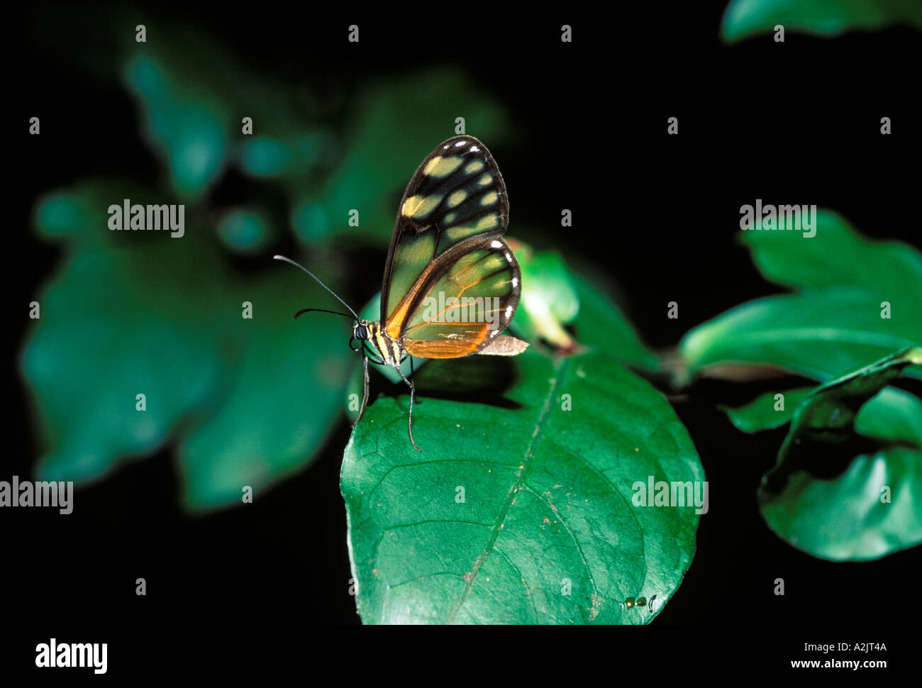 Clearwing butterflies hi-res stock photography and images - Alamy