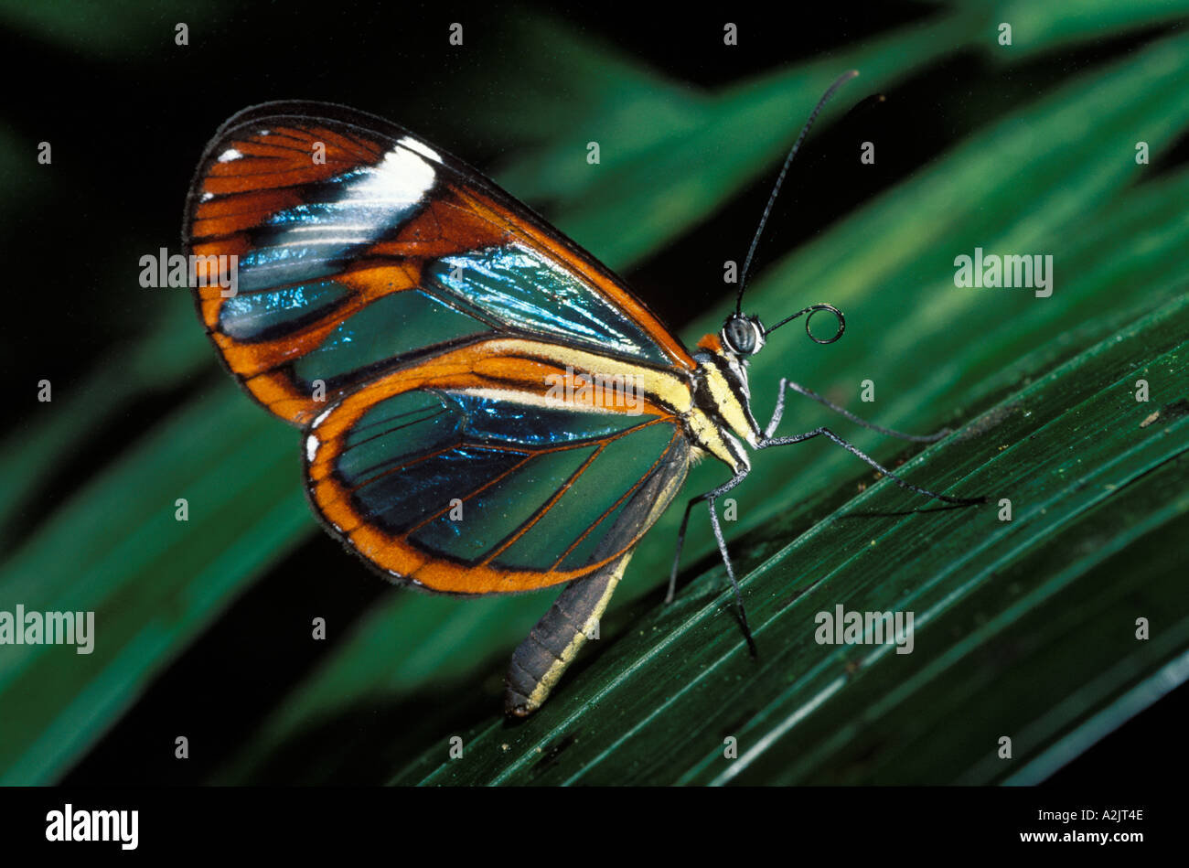 Clearwing Butterfly Ithomia patilla Costa Rica Stock Photo - Alamy