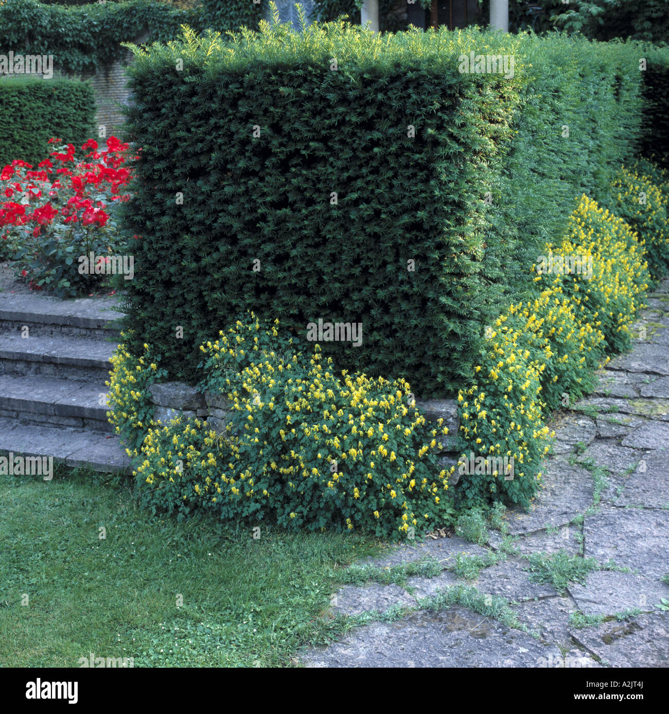 Yellow corydalis growing below clipped yew hedge Stock Photo - Alamy