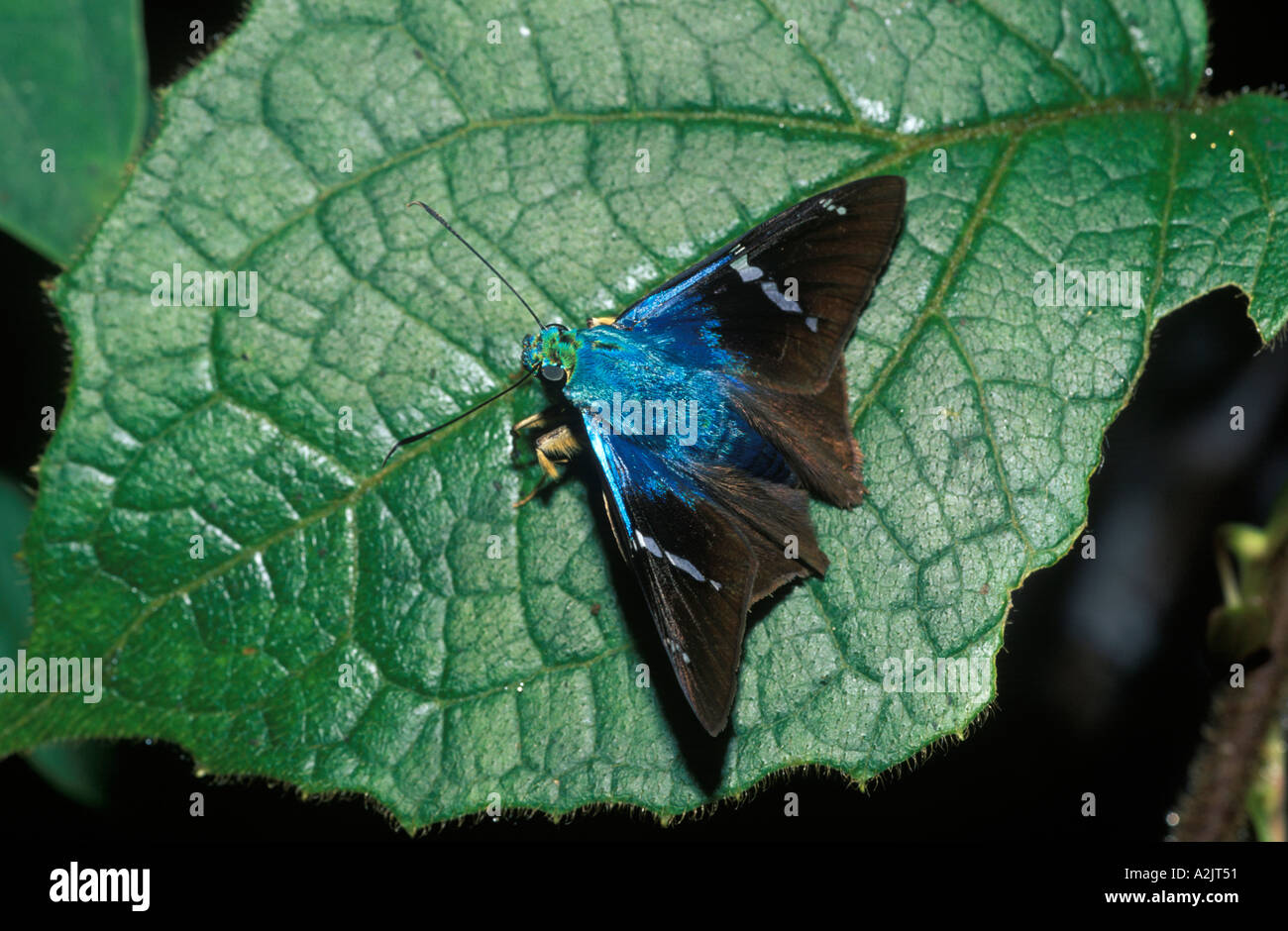 Talthybius hi-res stock photography and images - Alamy