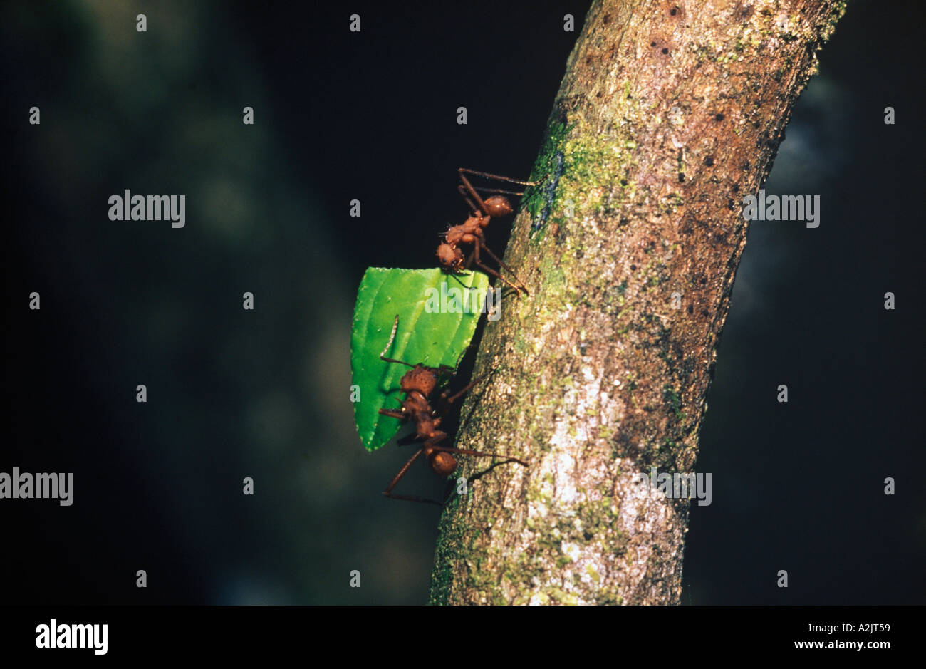 Leaf cutter ants Costa Rica Stock Photo - Alamy