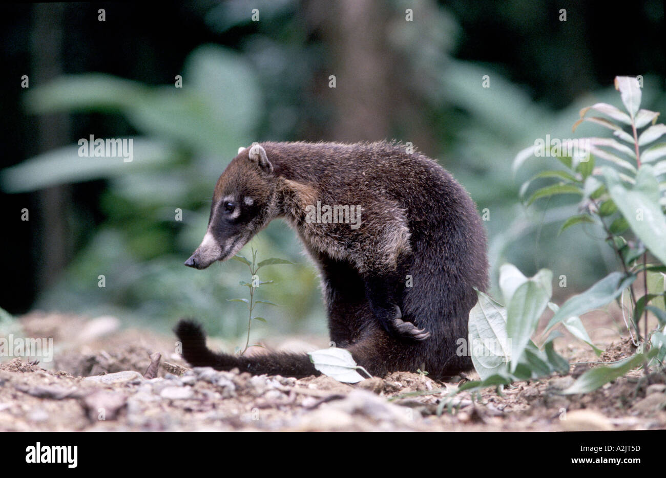 coatimundi Nasua nasua Costa Rica Stock Photo - Alamy