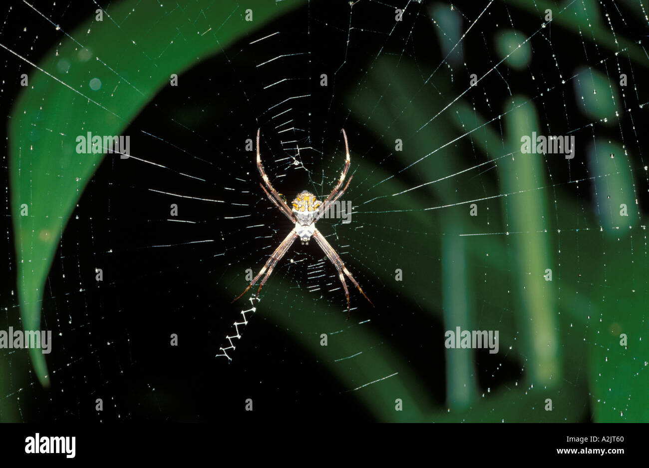 spider Costa Rica Stock Photo - Alamy