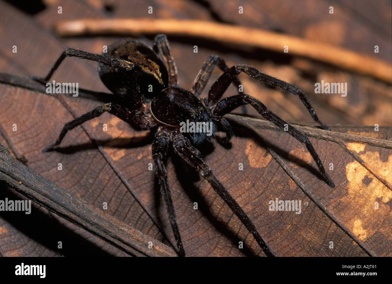 spider Costa Rica Stock Photo - Alamy