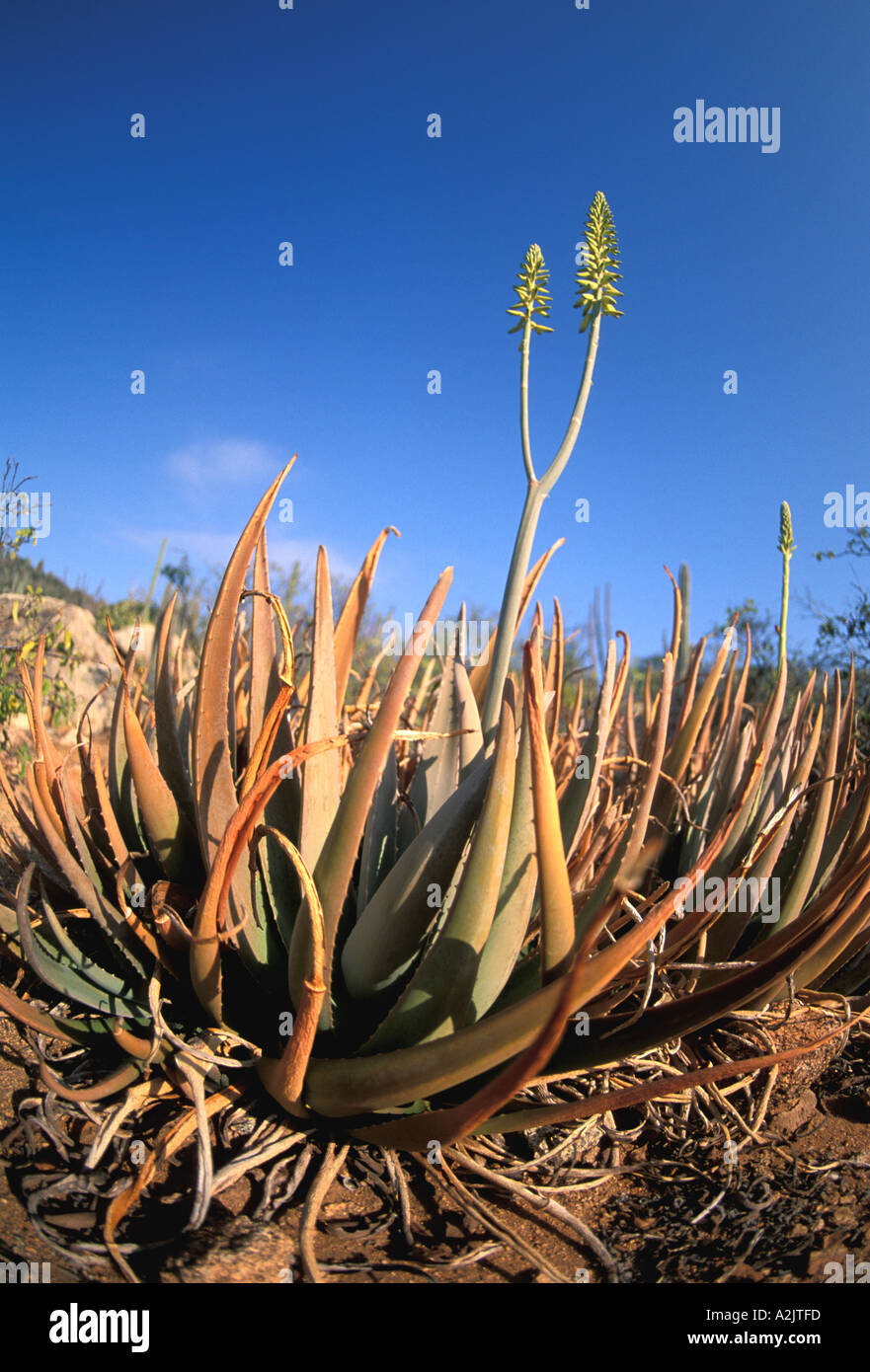 Aruba flowers hi-res stock photography and images - Alamy