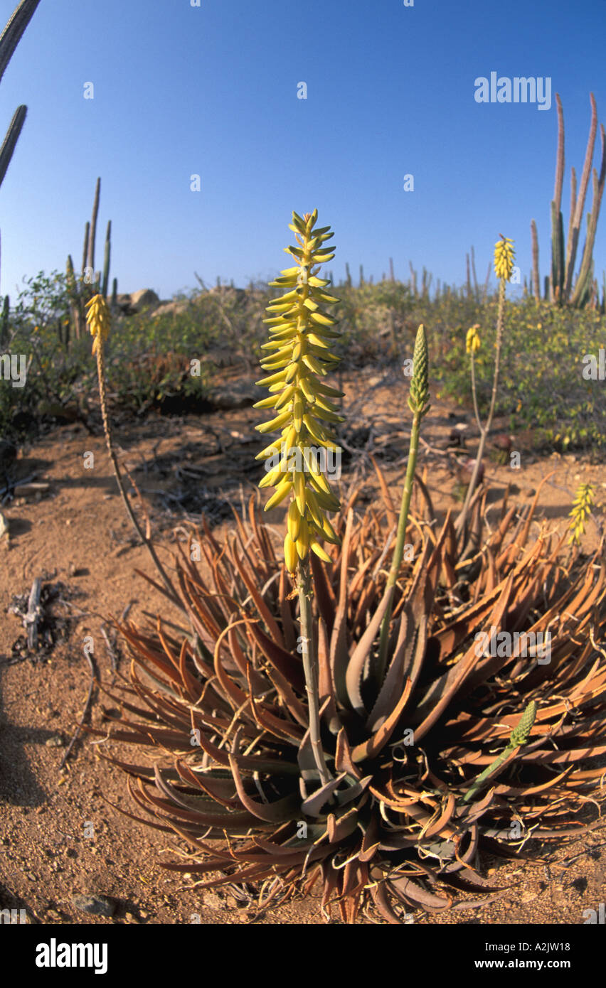 Aruba aloe hi-res stock photography and images - Alamy