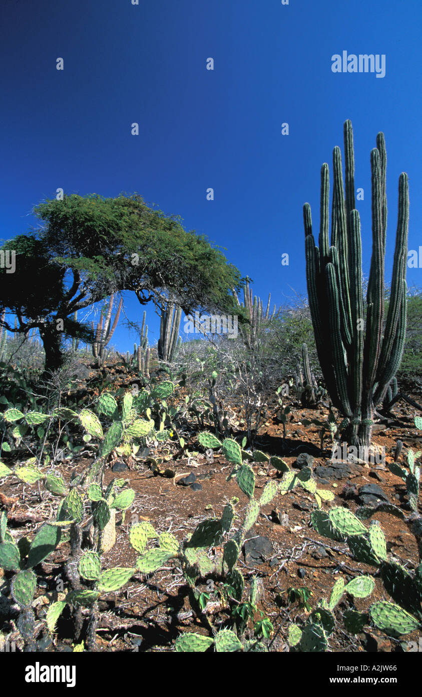 Aruba Arikok National Park Cactus Divi Divi Tree Stock Photo - Alamy