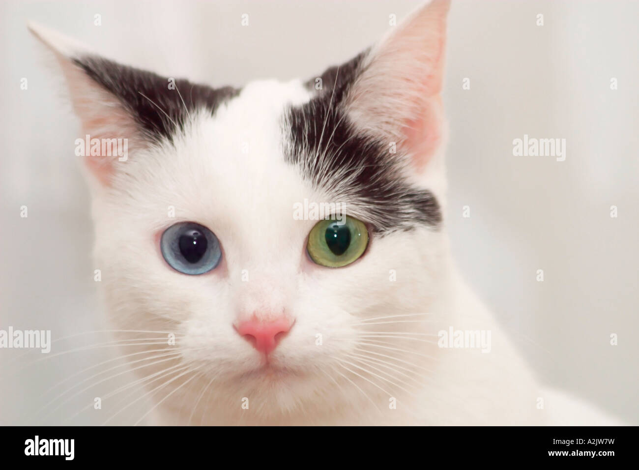 Portrait of female odd-eyed kitten (Felis catus) looking directly at ...