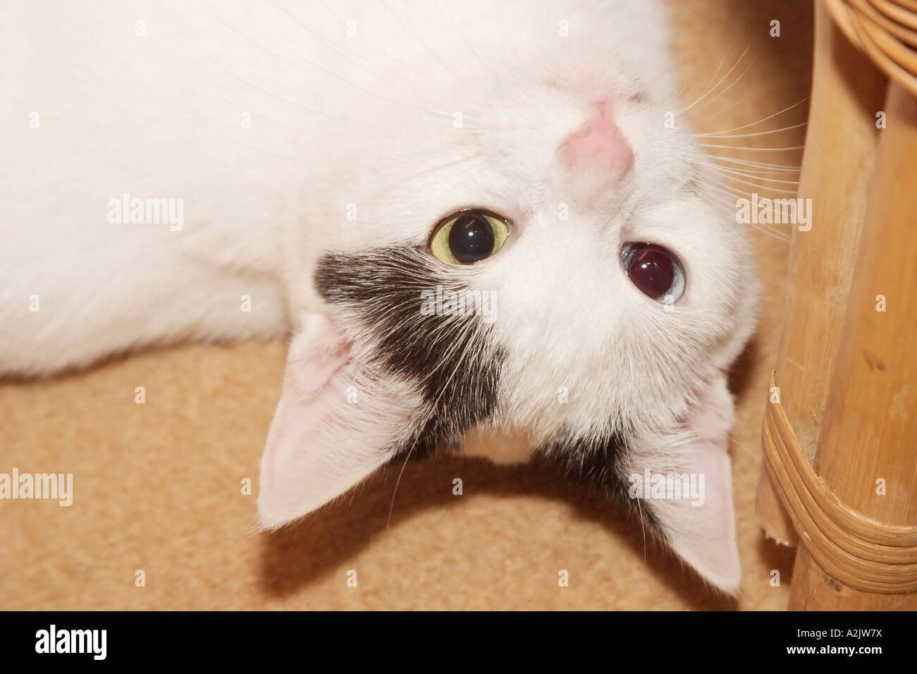 Odd eyed black and white cat (Felis catus) lying upside down on the ...