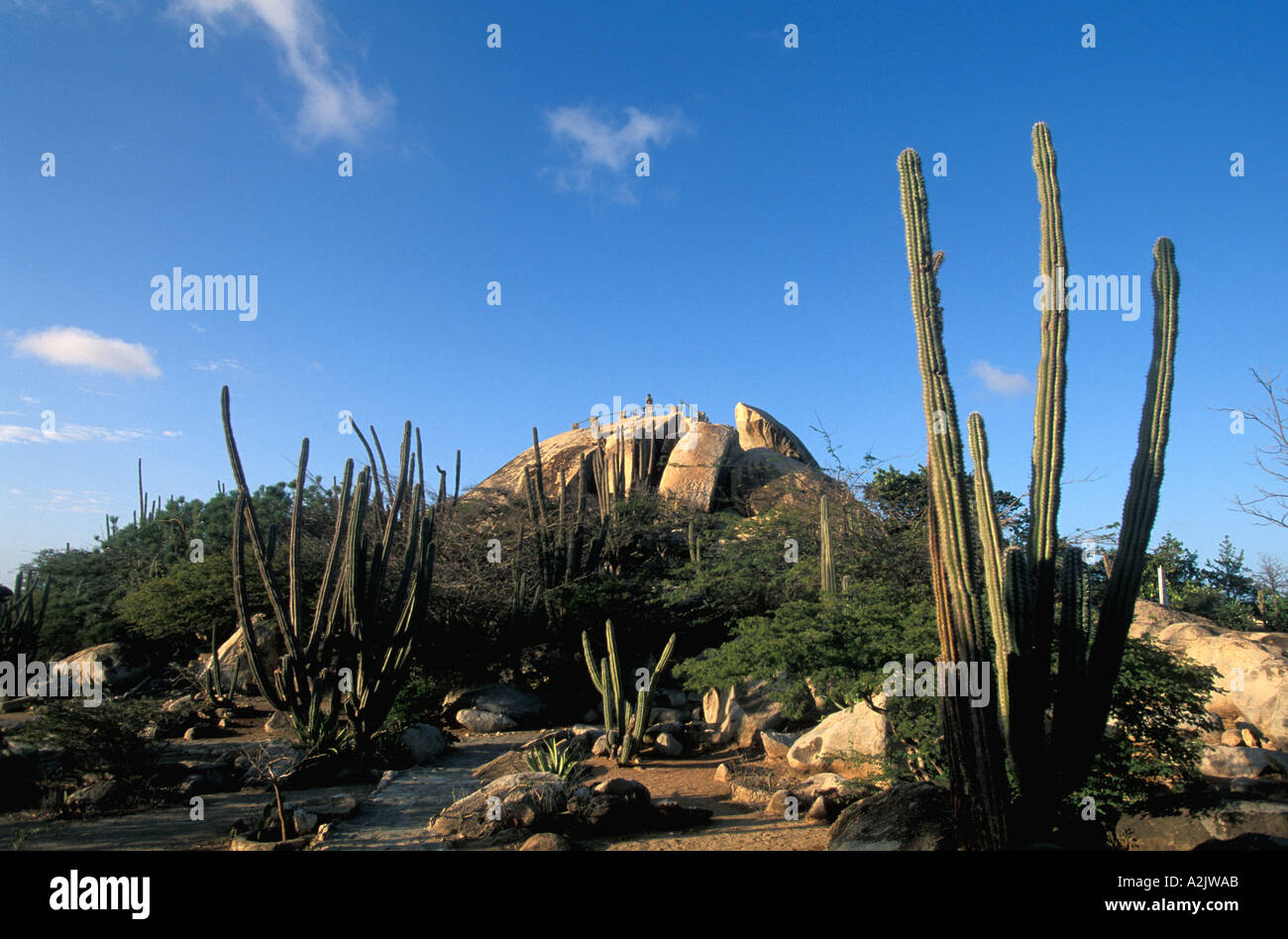 Aruba Casibari Rock Formation with giant cactus desert landscape Stock ...