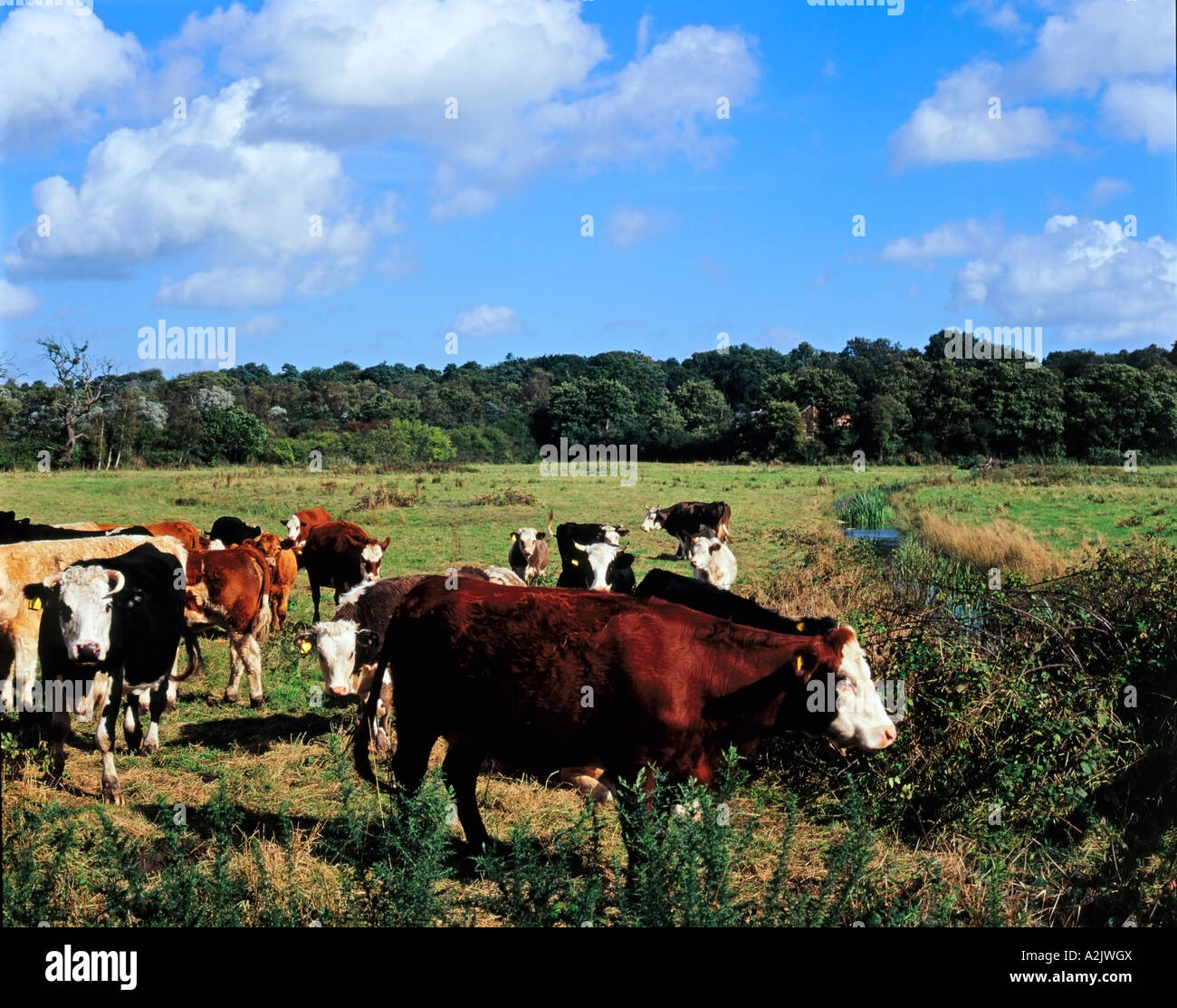 Cattle Grazing Marsh Land Suffolk England Great Britain Stock Photo - Alamy