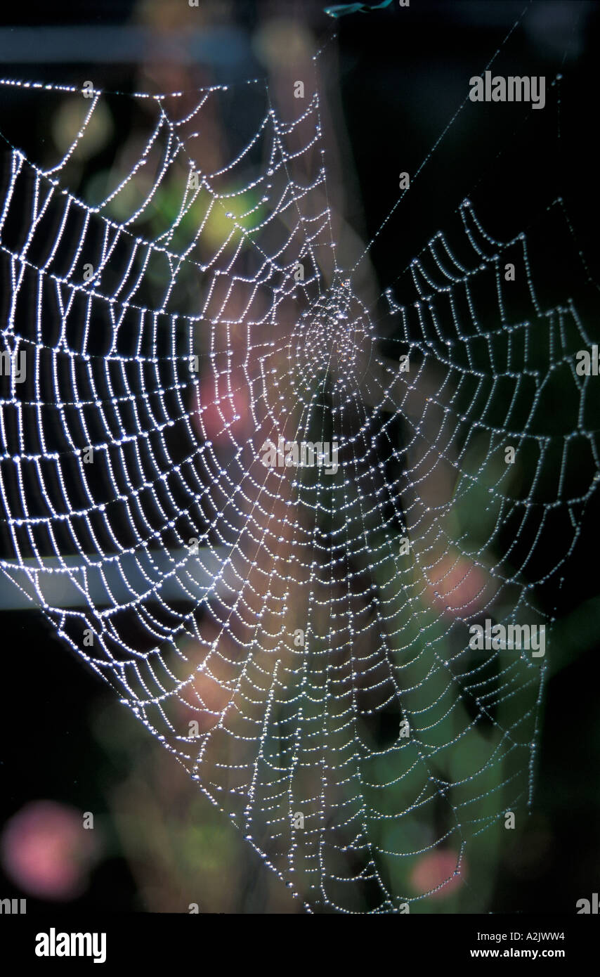 Welsh spiders hi-res stock photography and images - Alamy