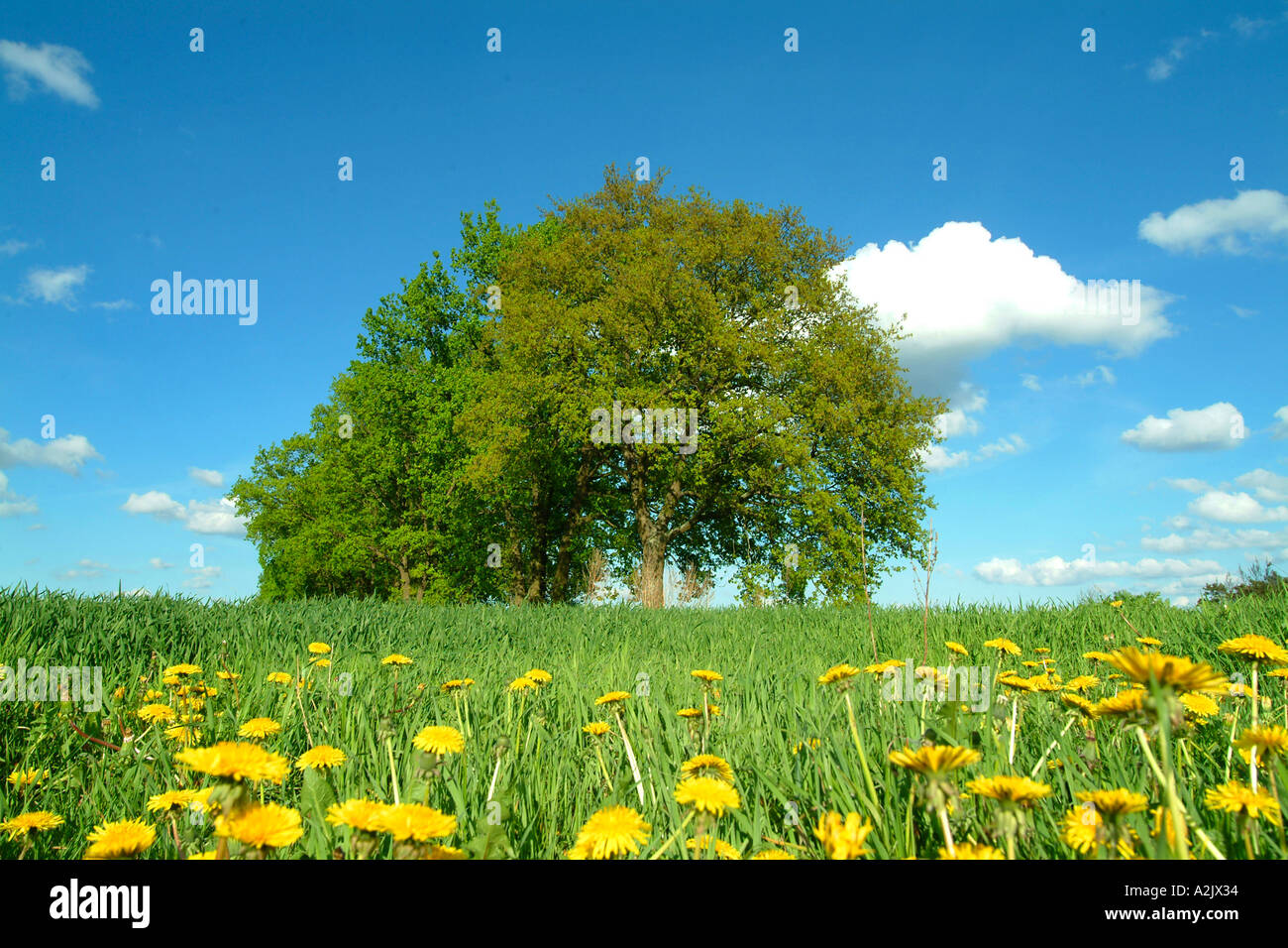 tree in landscape Stock Photo - Alamy