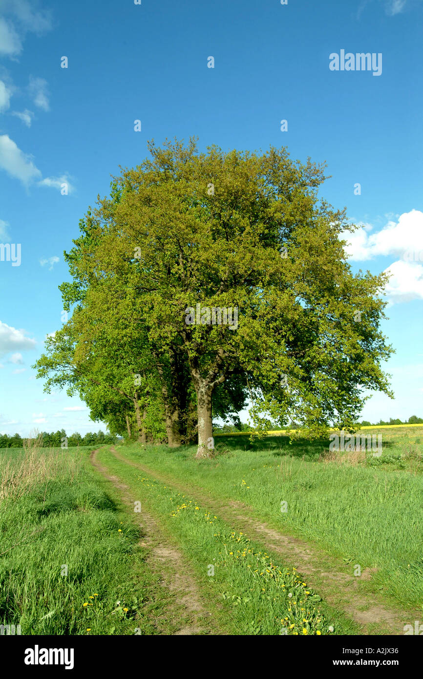 tree in landscape Stock Photo - Alamy
