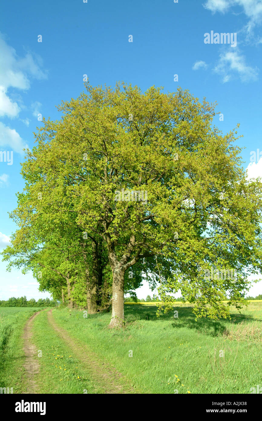 tree in landscape Stock Photo - Alamy