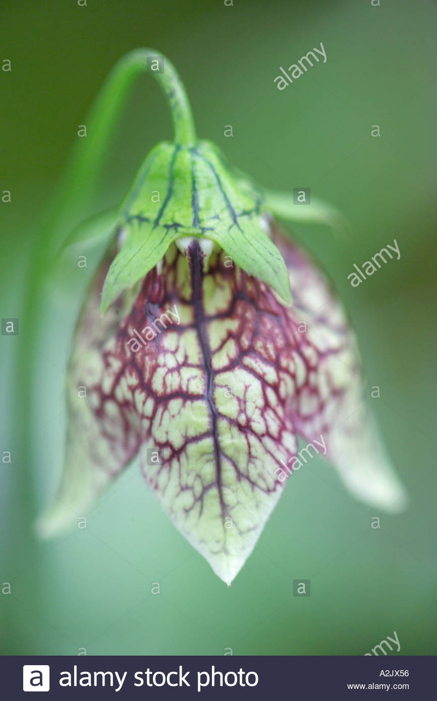 Drooping Bell Flower Stock Photos & Drooping Bell Flower Stock Images ...