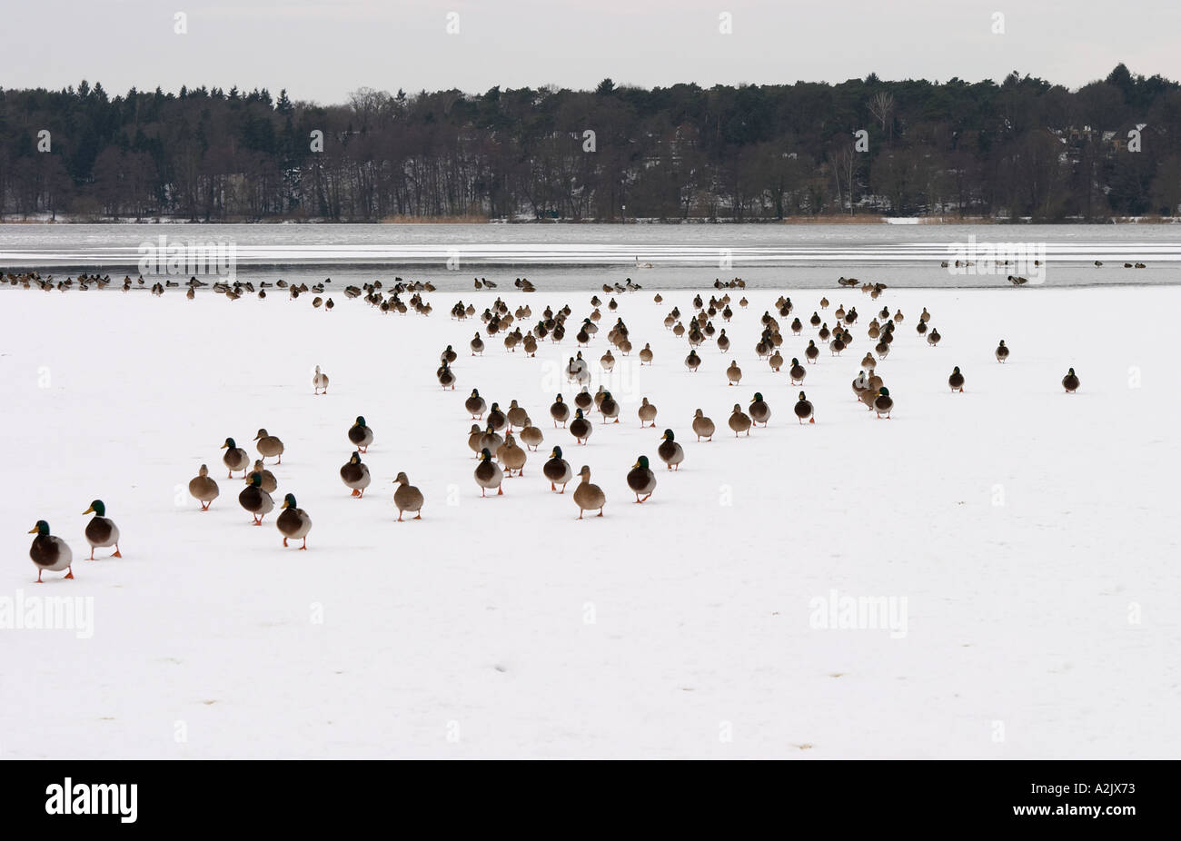 Marching duck hi-res stock photography and images - Alamy