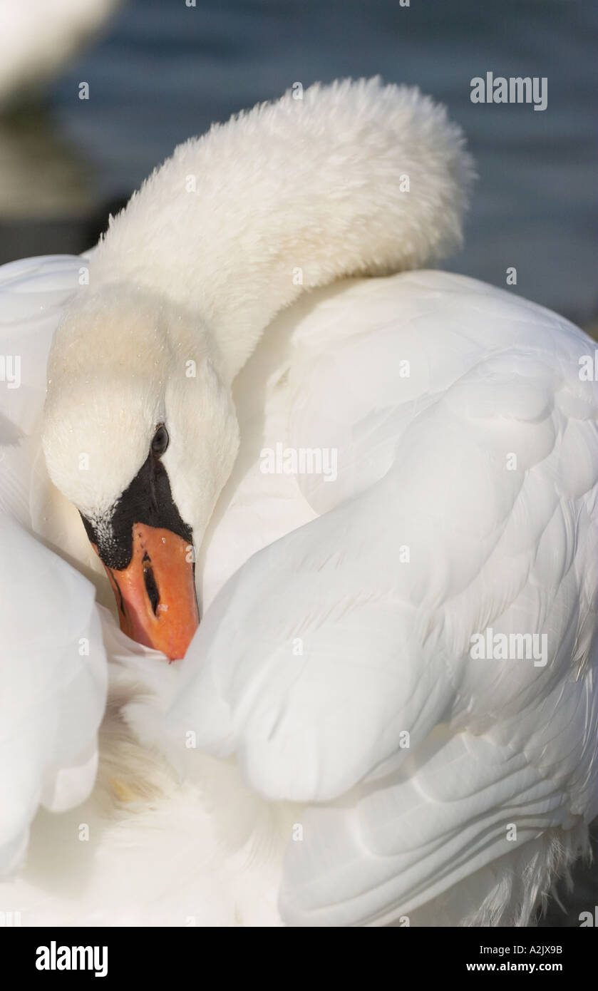 Tight crop of swan with head burried in feathers Stock Photo - Alamy