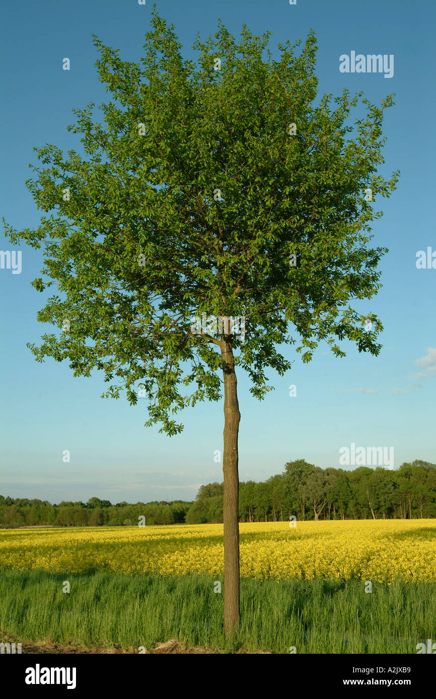 tree in landscape Stock Photo - Alamy