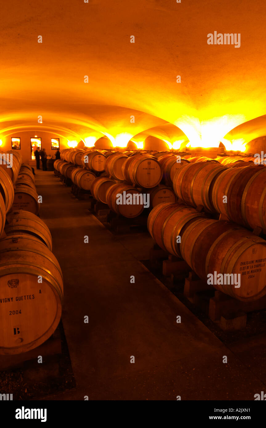 The old style vaulted barrel aging cellar with barriques pieces with ...