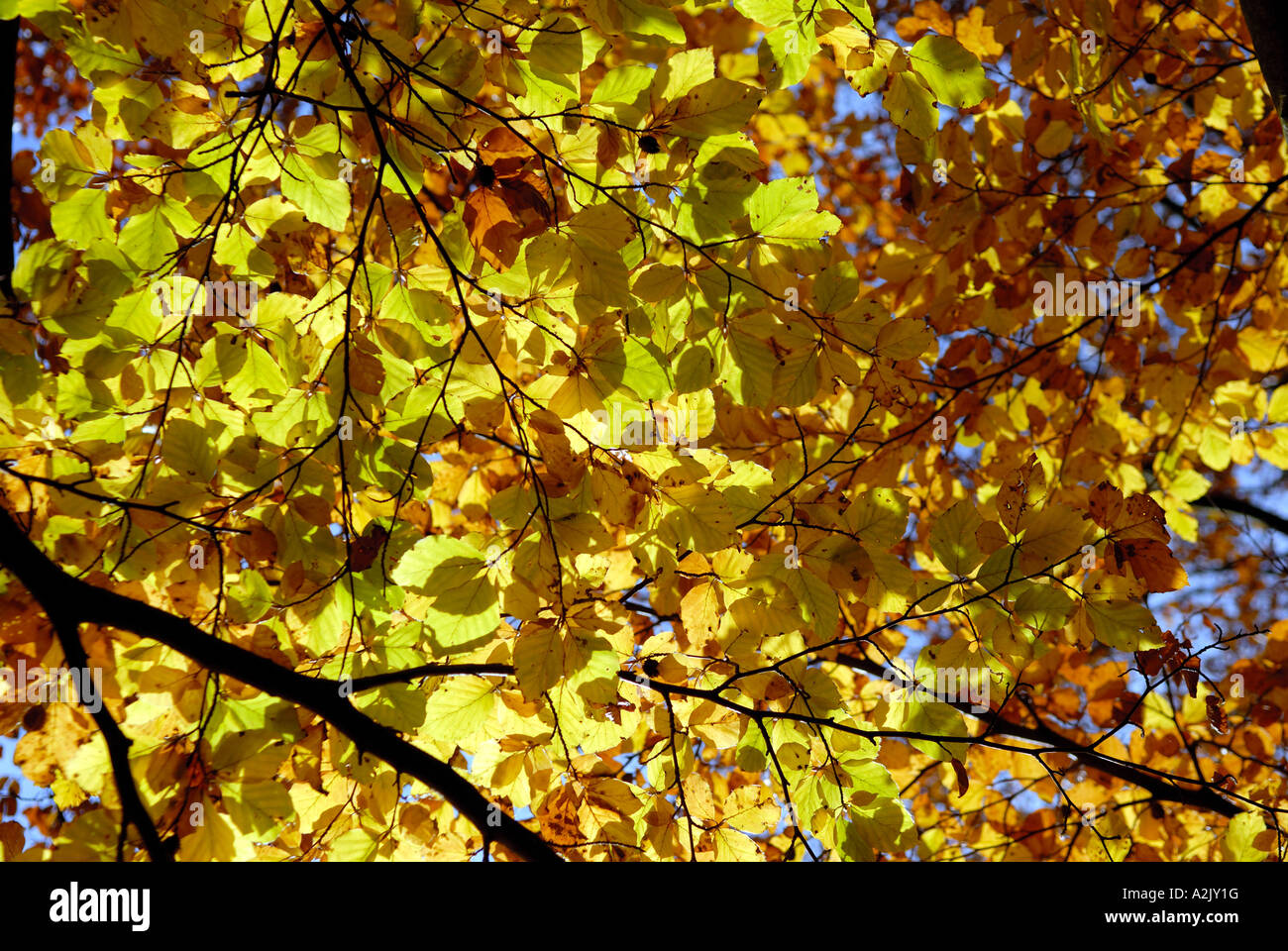 Abstract Autumn Leaf Pattern Stock Photo - Alamy