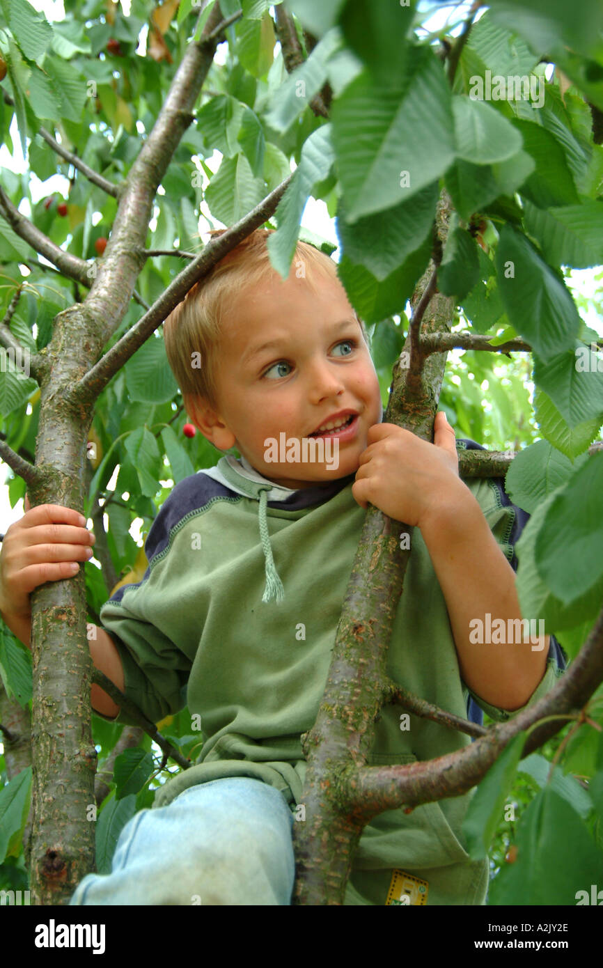child on cherry tree Stock Photo - Alamy
