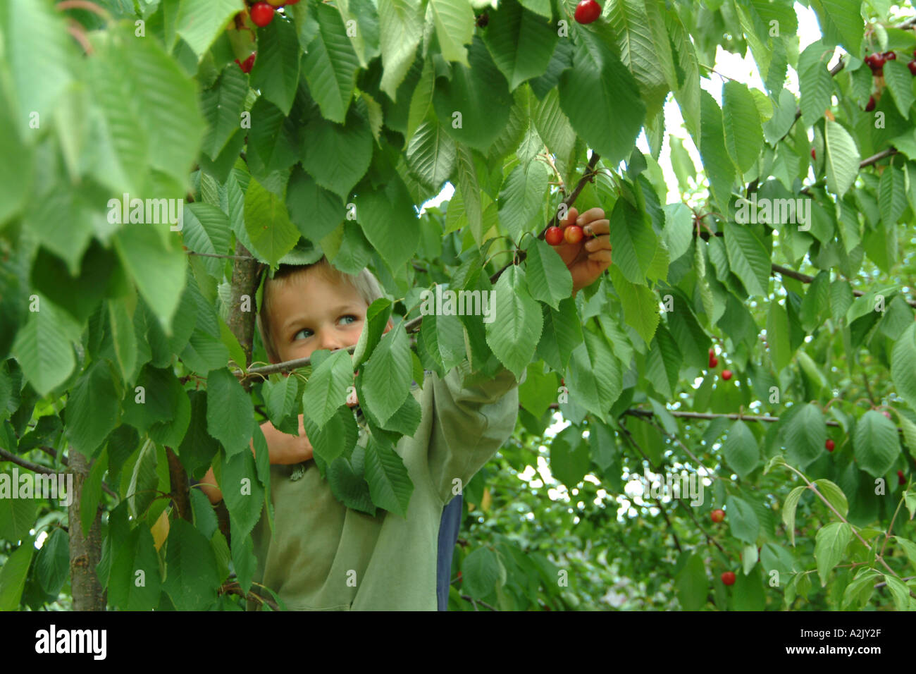 child on cherry tree Stock Photo - Alamy