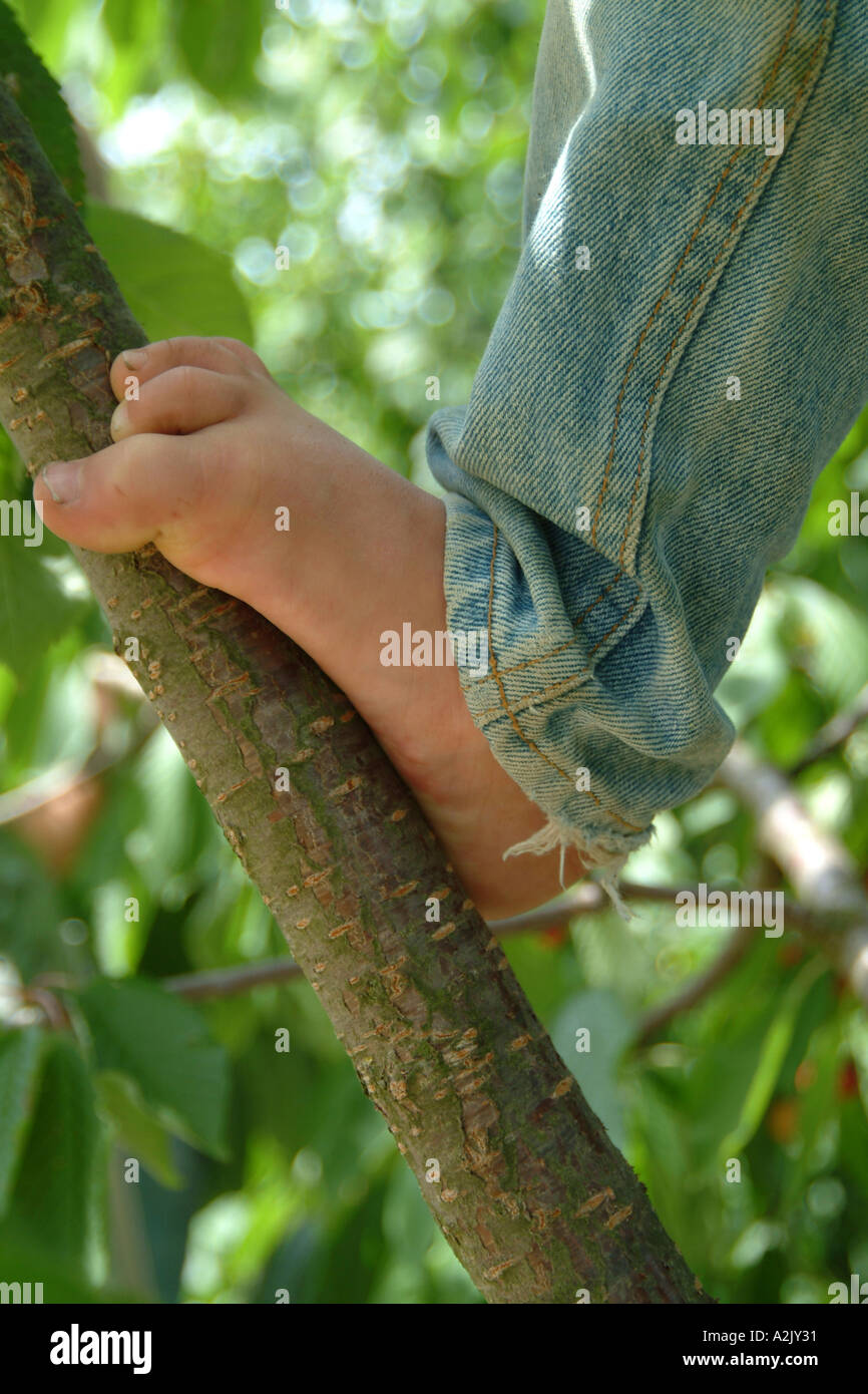 child on cherry tree Stock Photo - Alamy