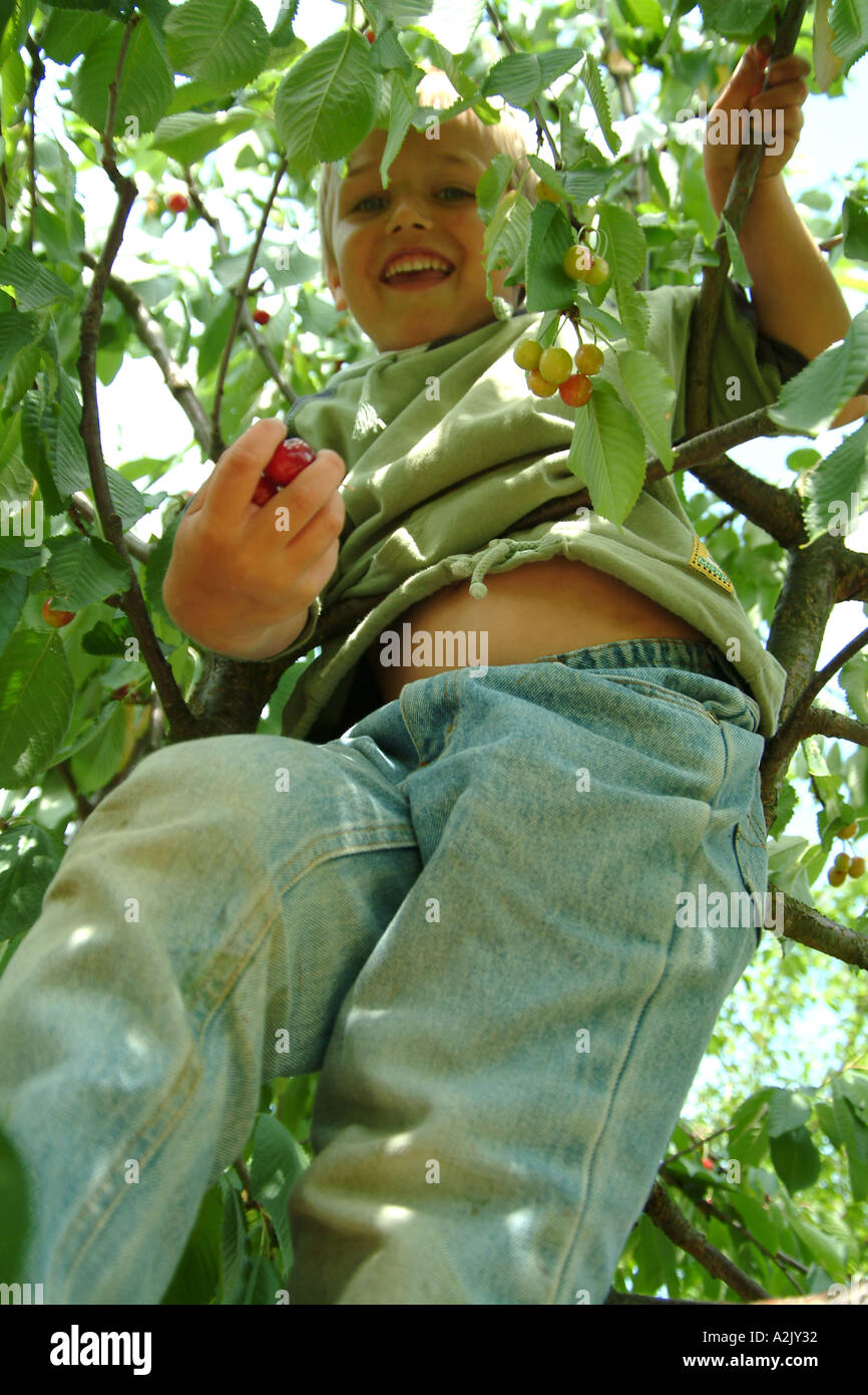 child on cherry tree Stock Photo - Alamy