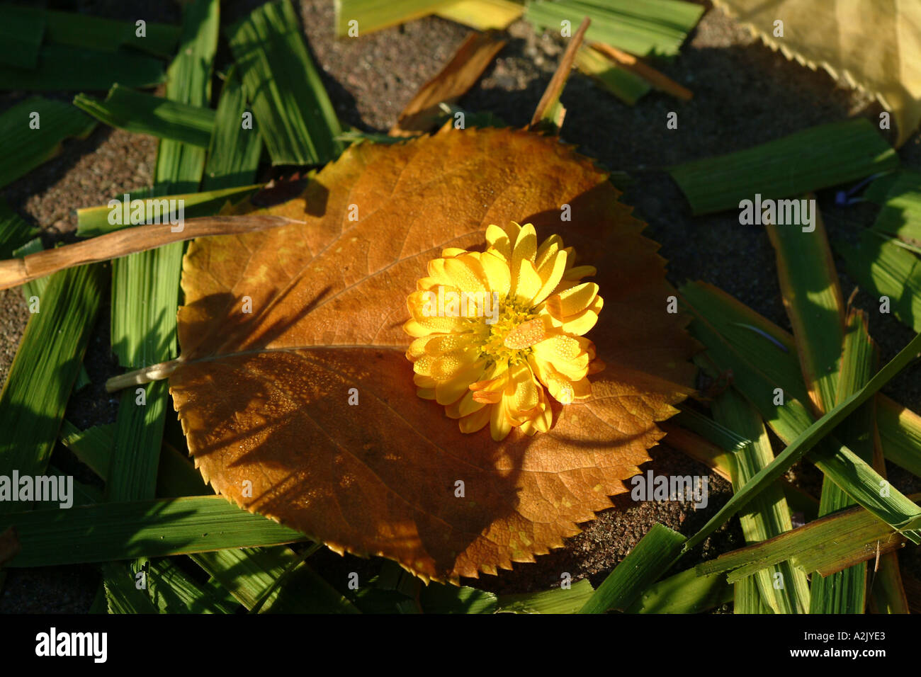 mandala nature material Stock Photo - Alamy