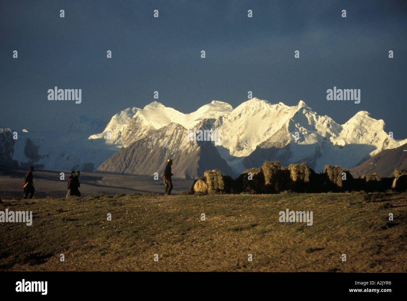 Tibet - Yak caravan at Shisha Pagma Stock Photo - Alamy