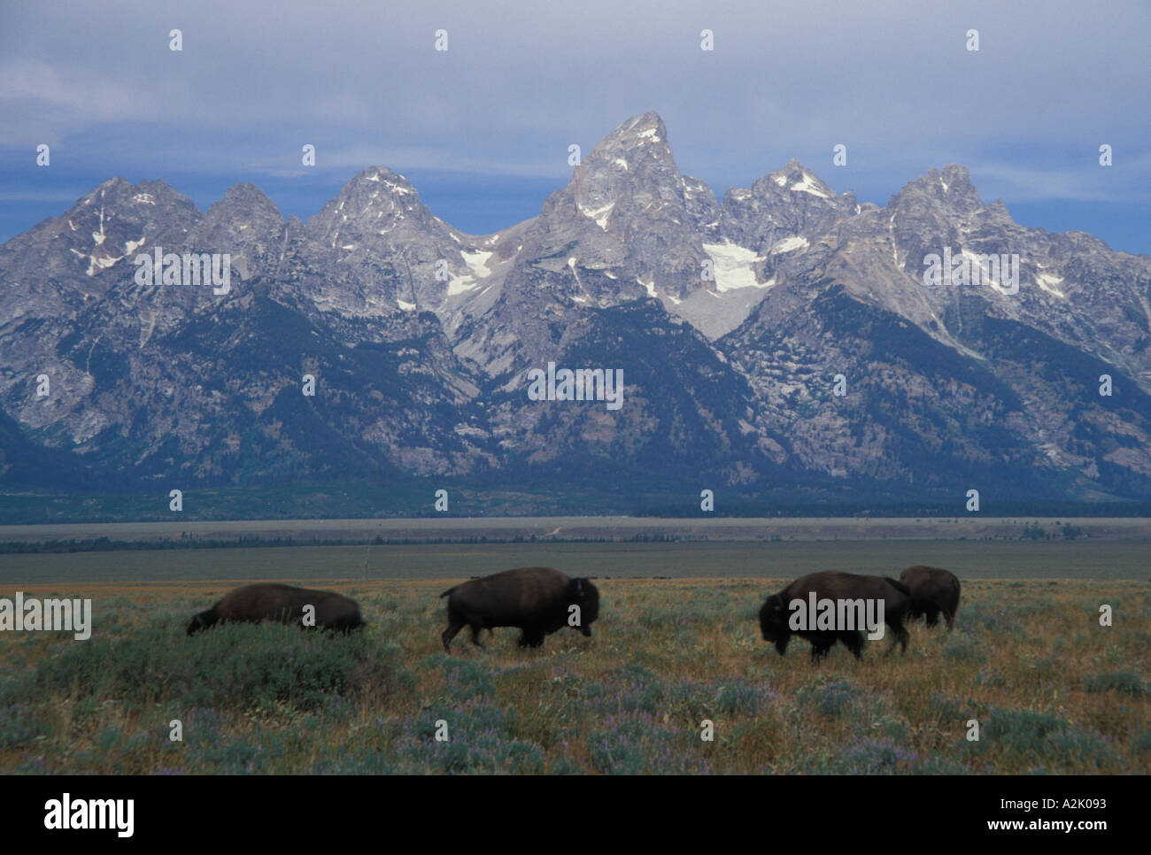 Jackson hole bison herd hi-res stock photography and images - Alamy