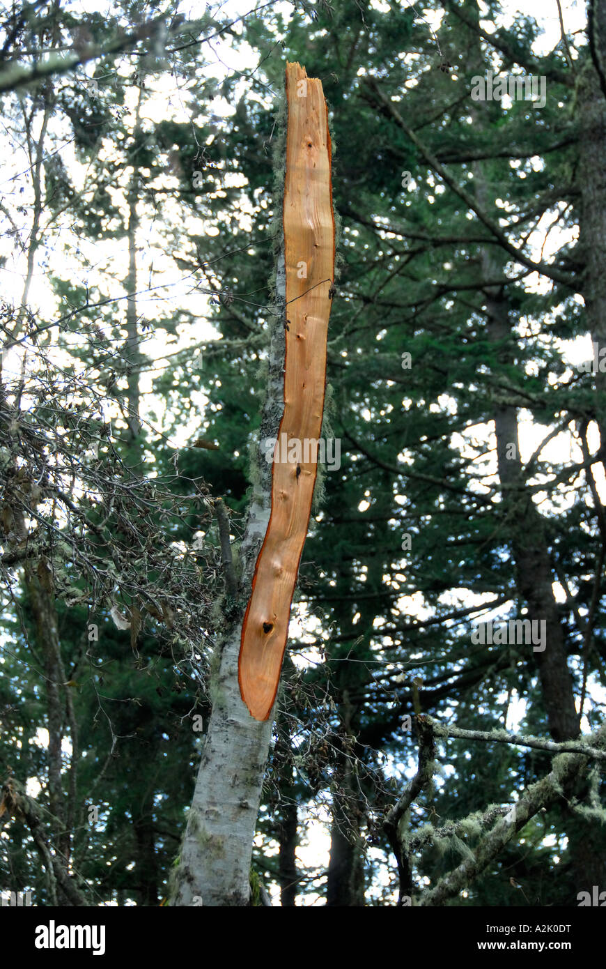 Damage to alder tree hi-res stock photography and images - Alamy