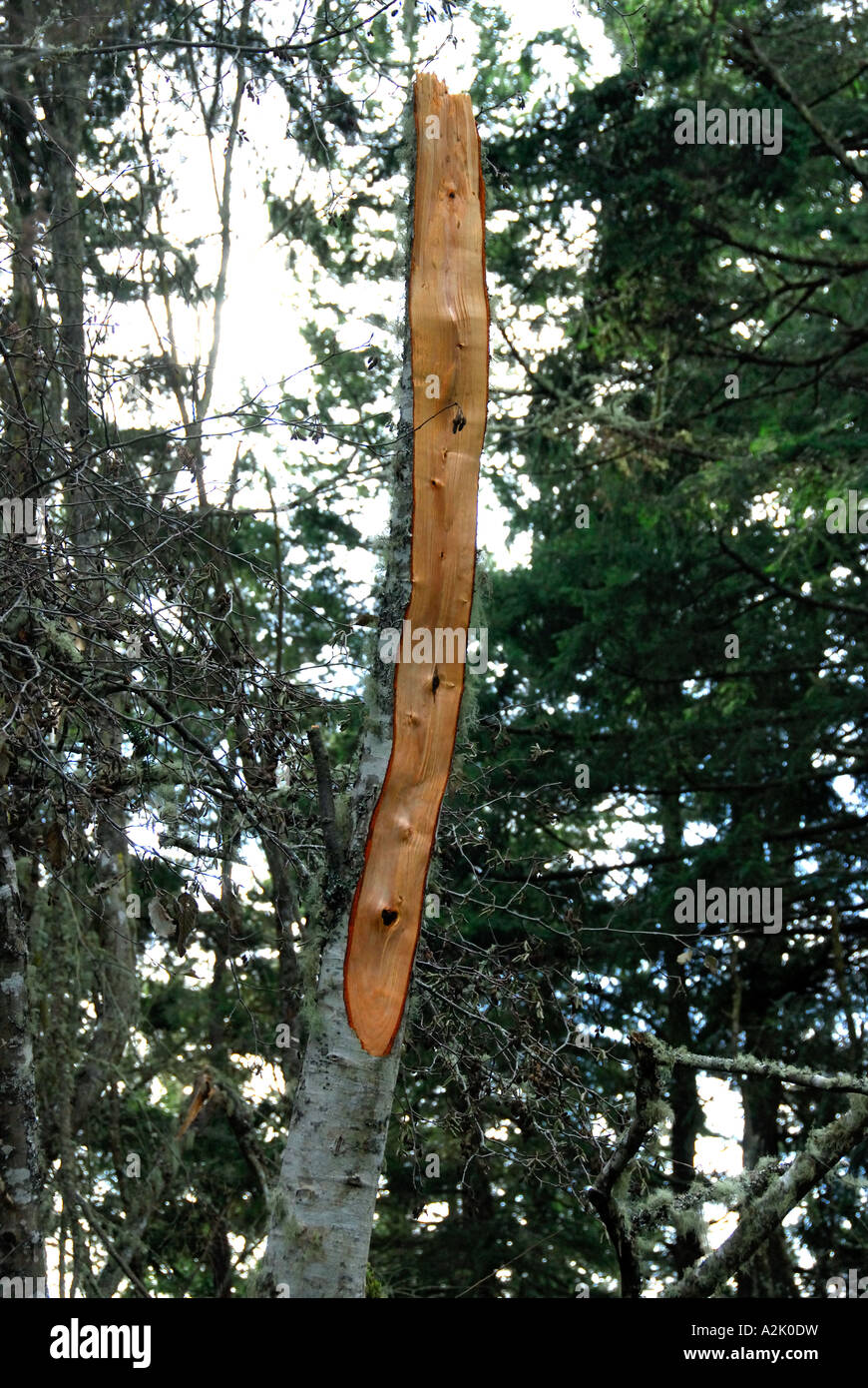 Damage to alder tree hi-res stock photography and images - Alamy