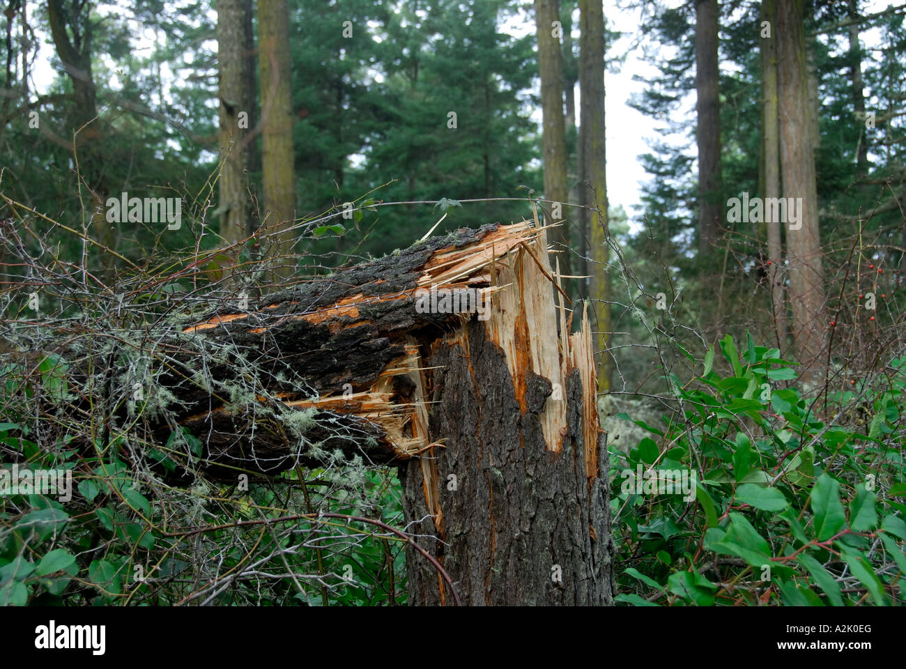 "Fir tree ^broken by storm Stock Photo - Alamy