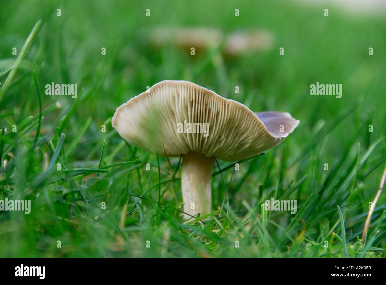 "^mushrooms near coniferous ^woodland. December. Possibly clitocybe ...