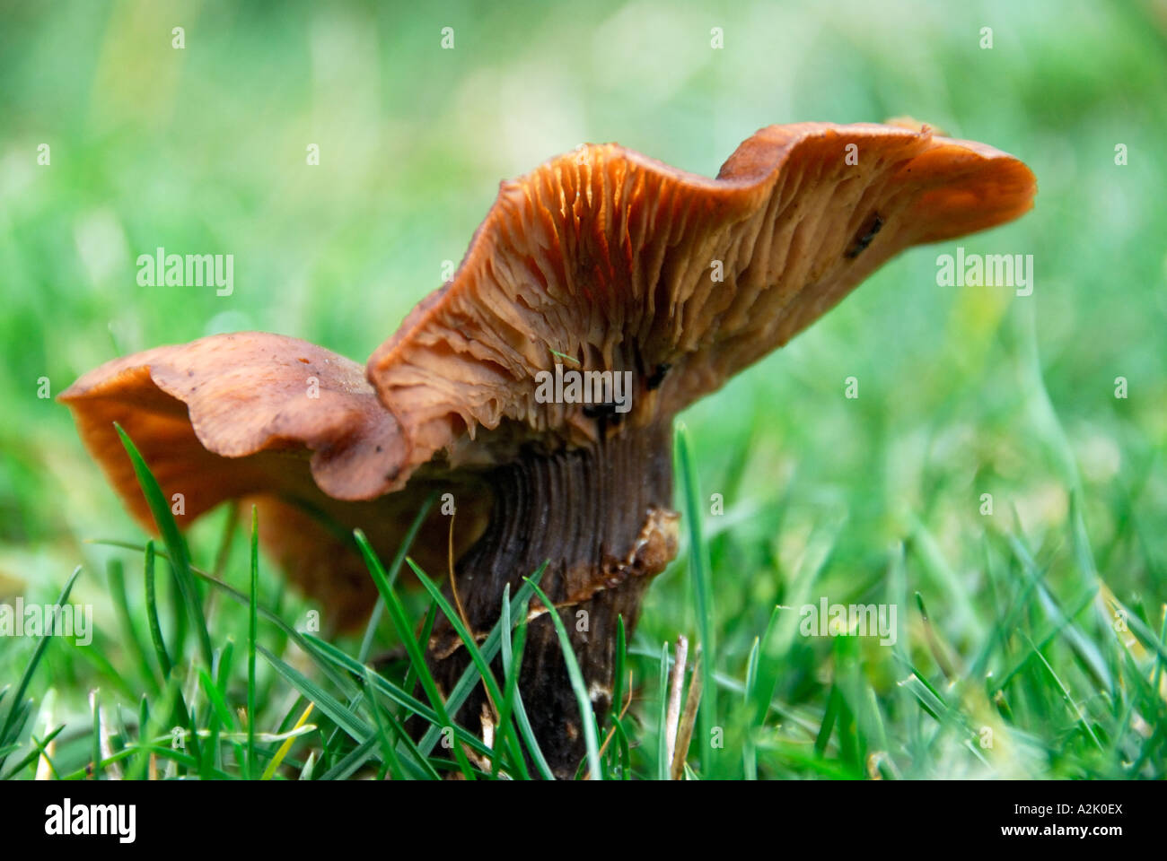"Old ^mushrooms near coniferous ^woodland. December. Possibly clitocybe ...