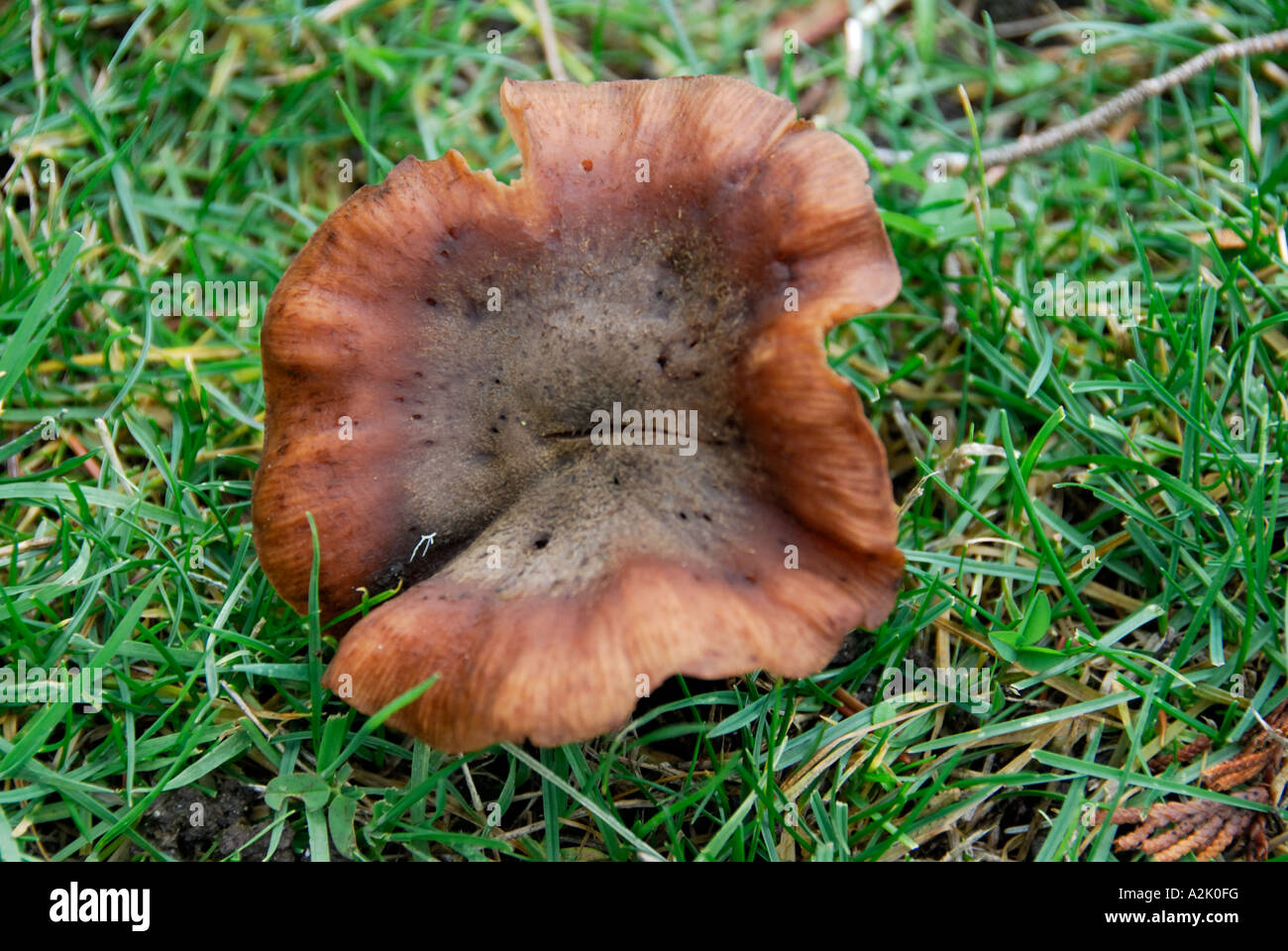 "Old ^mushrooms near coniferous ^woodland. December. Possibly clitocybe ...