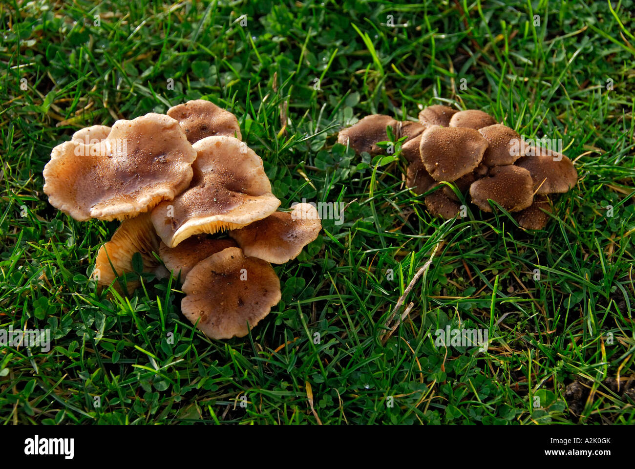 "^Mushrooms near coniferous ^woodland. December. Possibly clitocybe ...