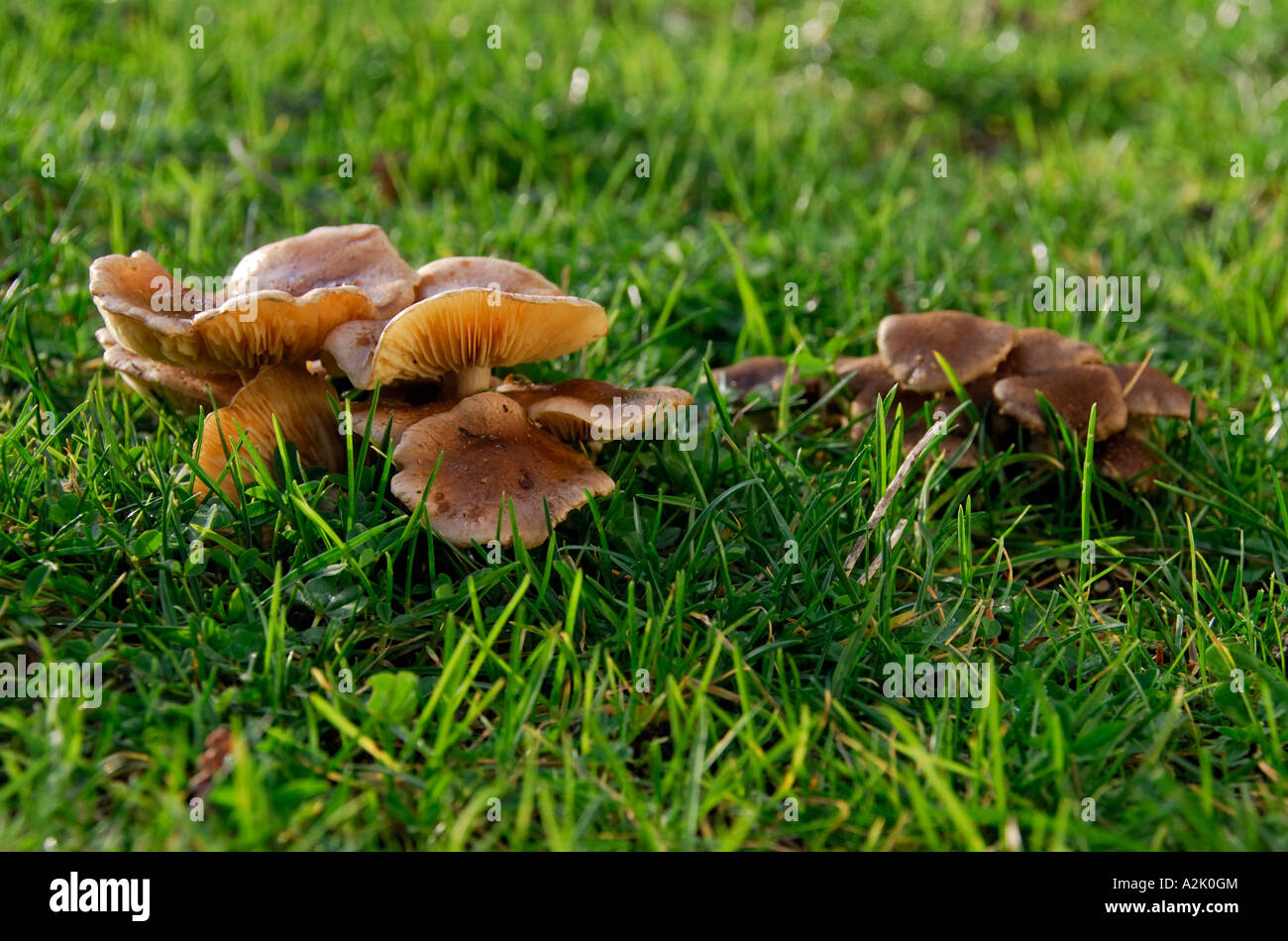 Creamy yellow gills hi-res stock photography and images - Alamy