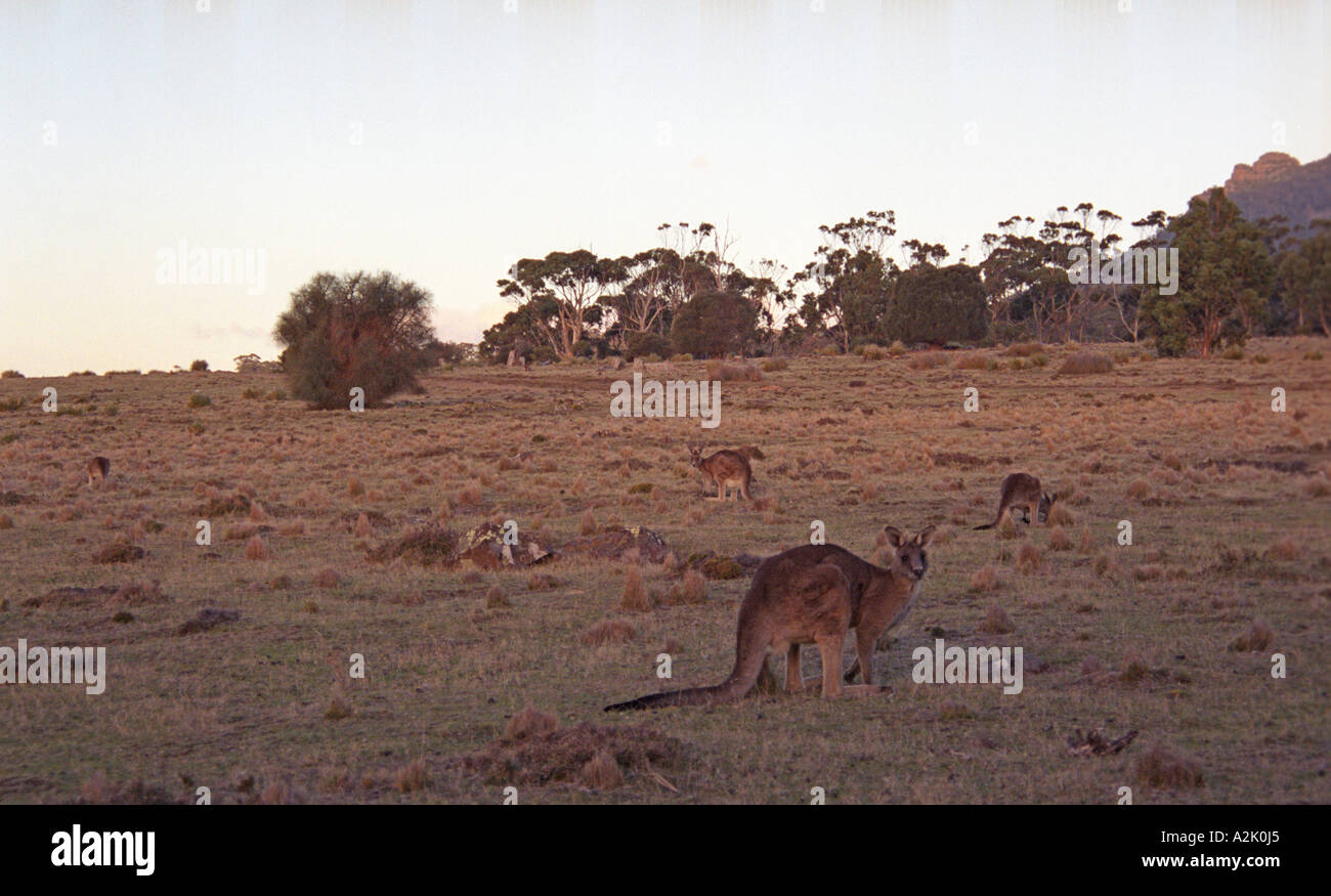 Maria Island Wildlife National Park High Resolution Stock Photography ...
