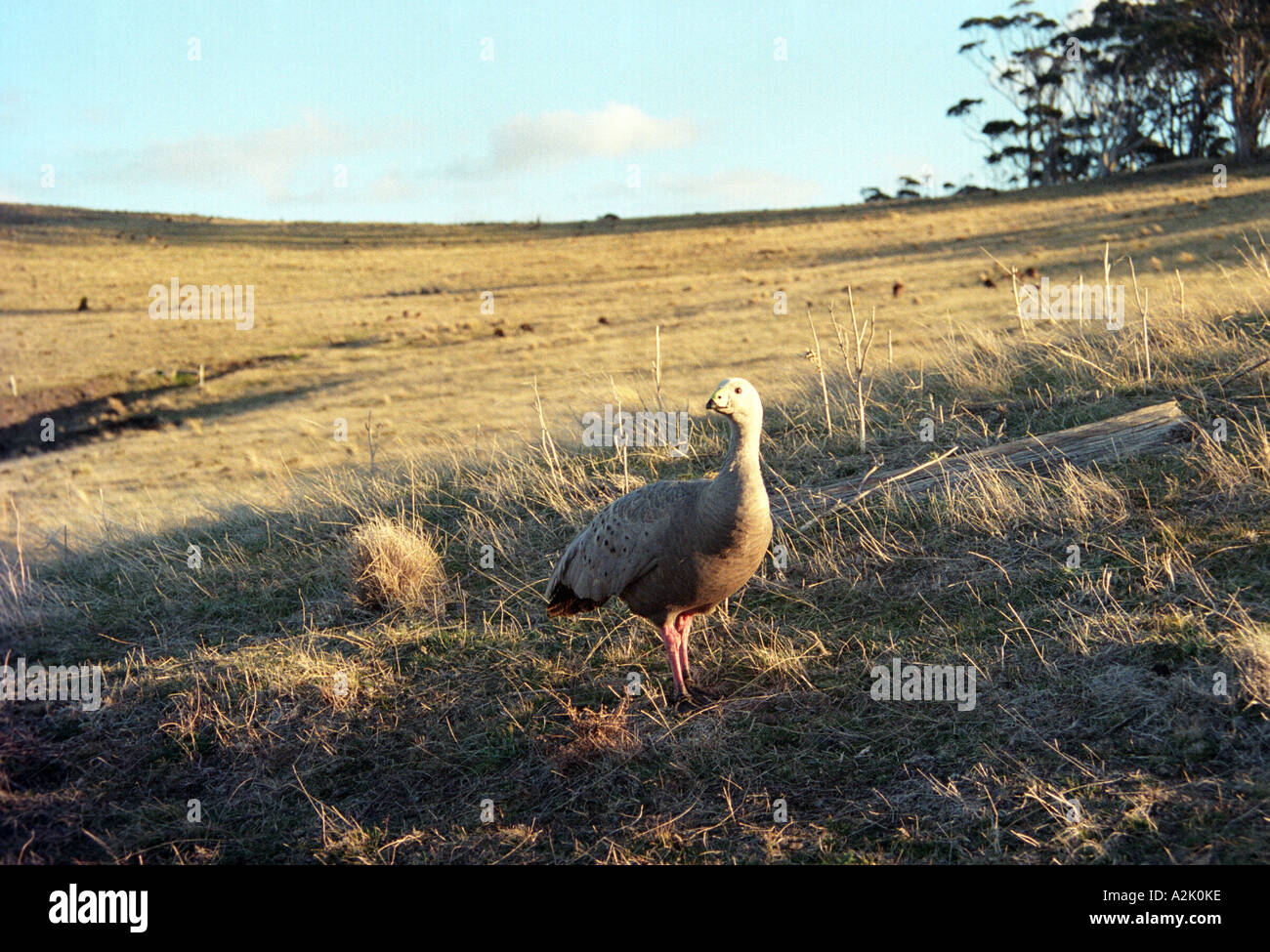 Cape barren island australia hi-res stock photography and images - Alamy