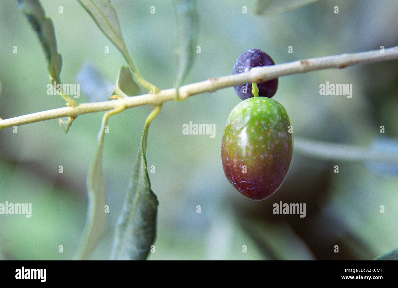 An olive tree branch with leaves and a green and reddish olive Chateau ...