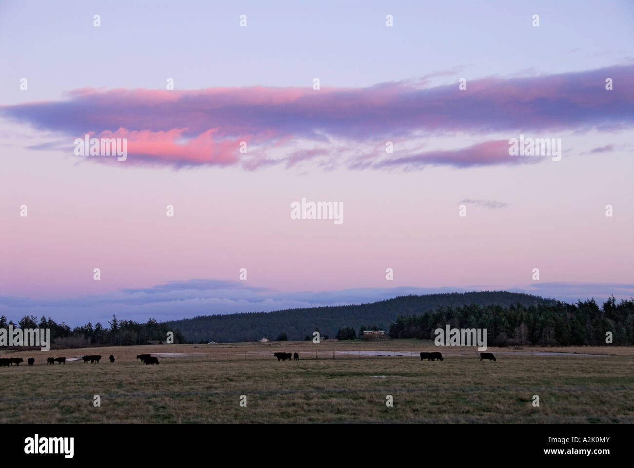 "Cattle ranch, dusk Stock Photo - Alamy