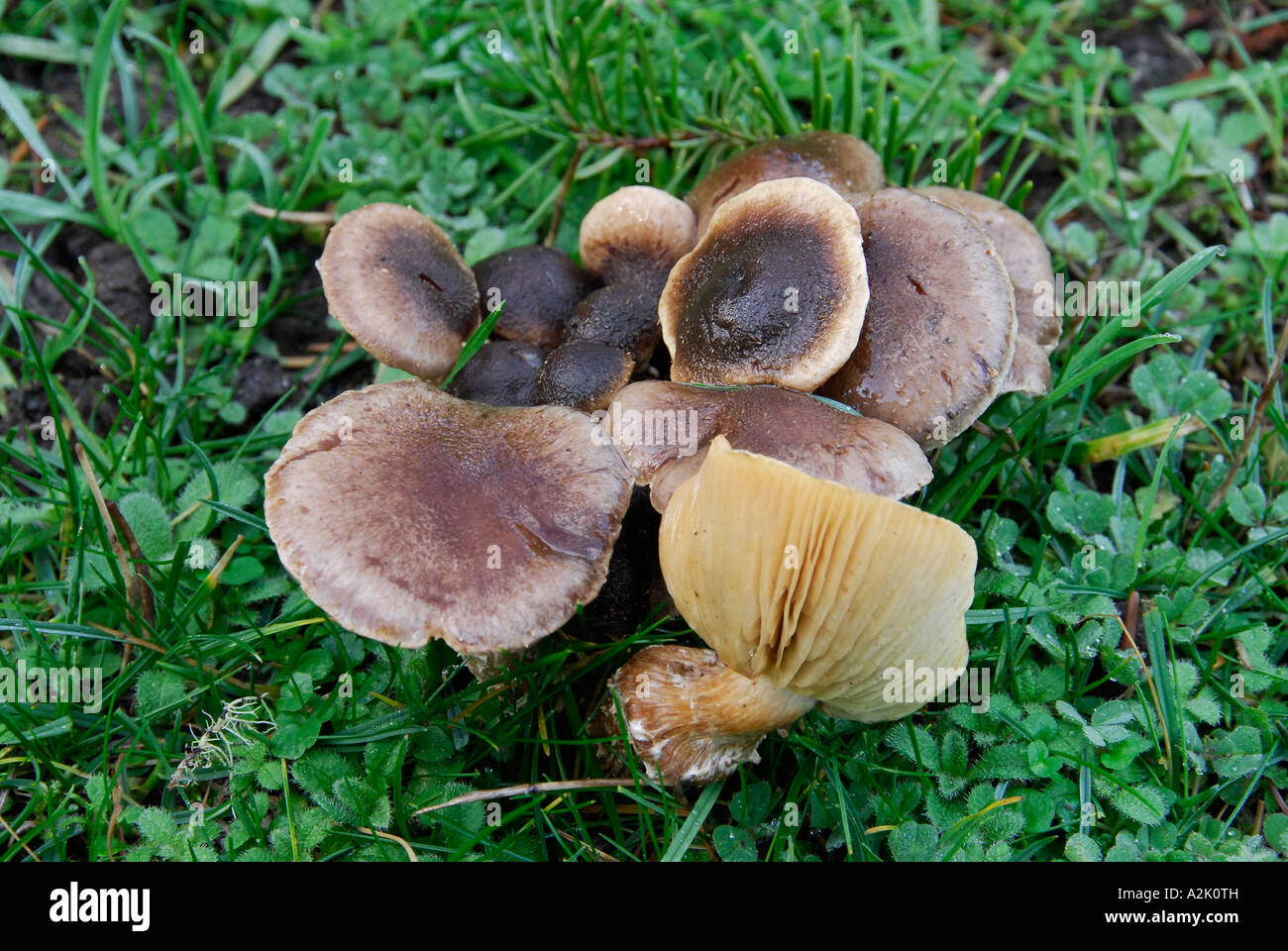 "^mushrooms near coniferous ^woodland. December. Possibly clitocybe ...