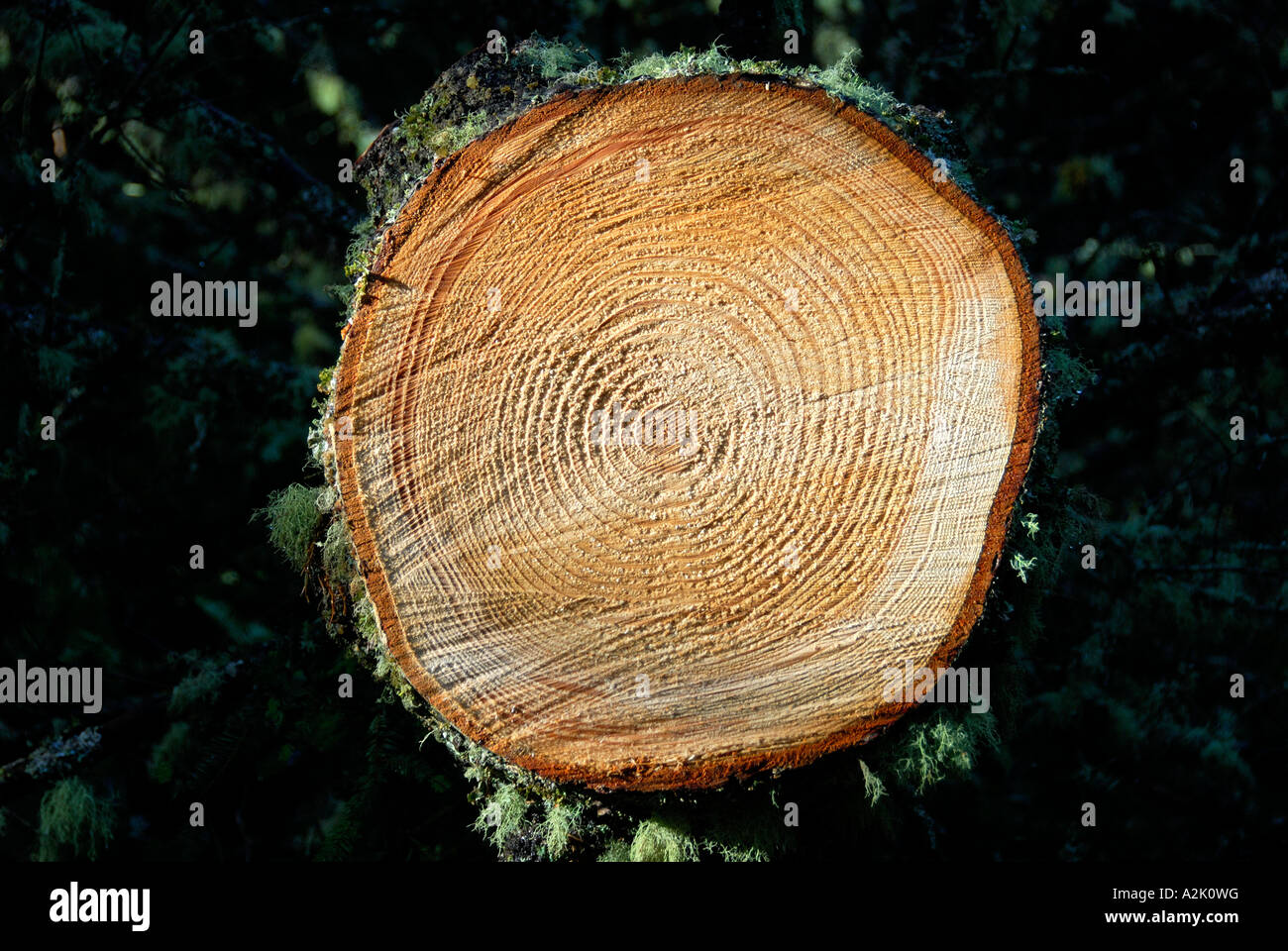 Tree rings hi-res stock photography and images - Alamy