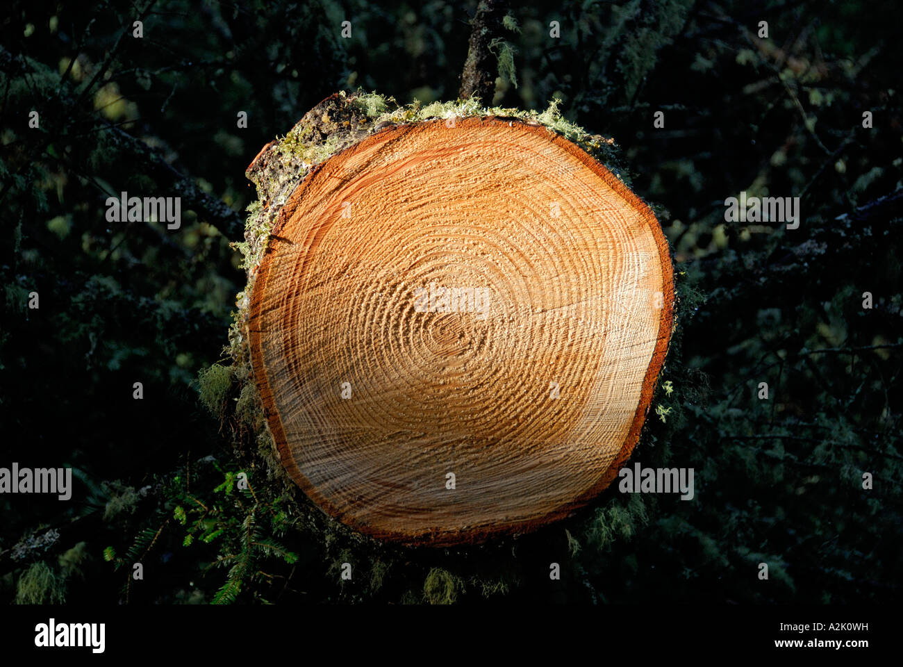 "Fir tree trunk, with ^39 ^annular rings Stock Photo - Alamy