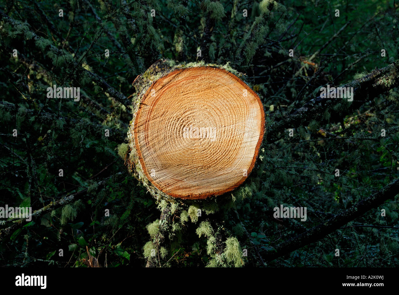 Tree rings annular rings hi-res stock photography and images - Alamy