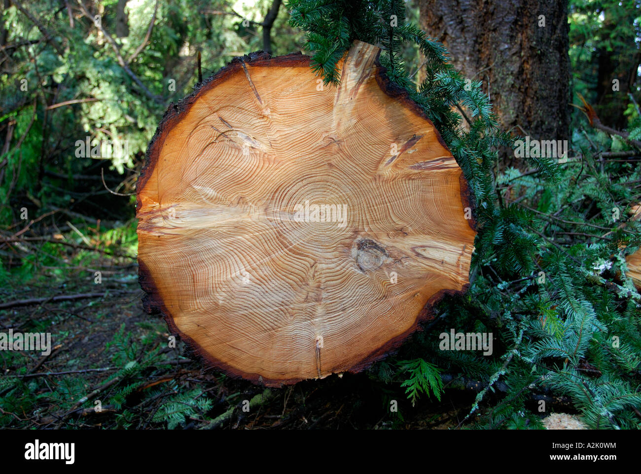 "Fir tree trunk, with ^79 ^annular rings Stock Photo - Alamy